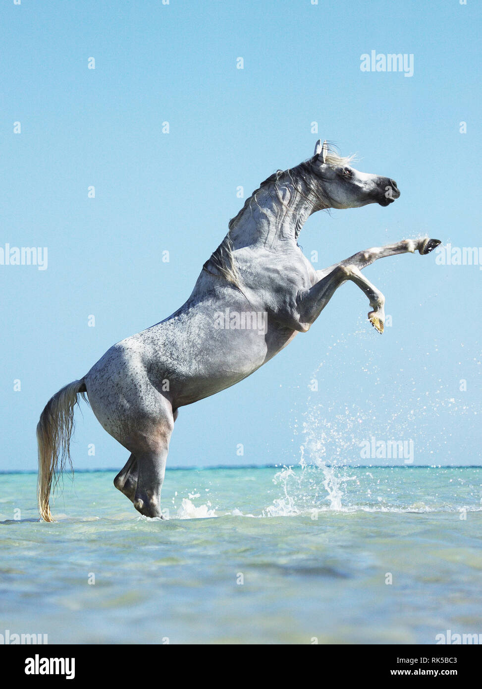 Horse standing on hind legs -Fotos und -Bildmaterial in hoher Auflösung ...