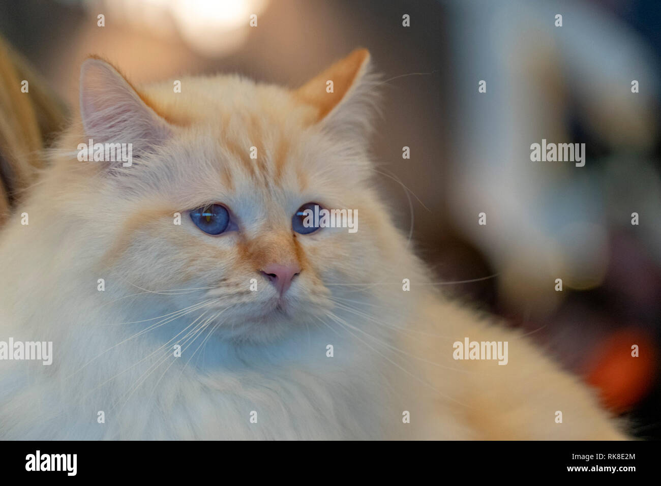 Heilige Birma Heilige Birma Katze Portrait zu Ihnen schauen ...