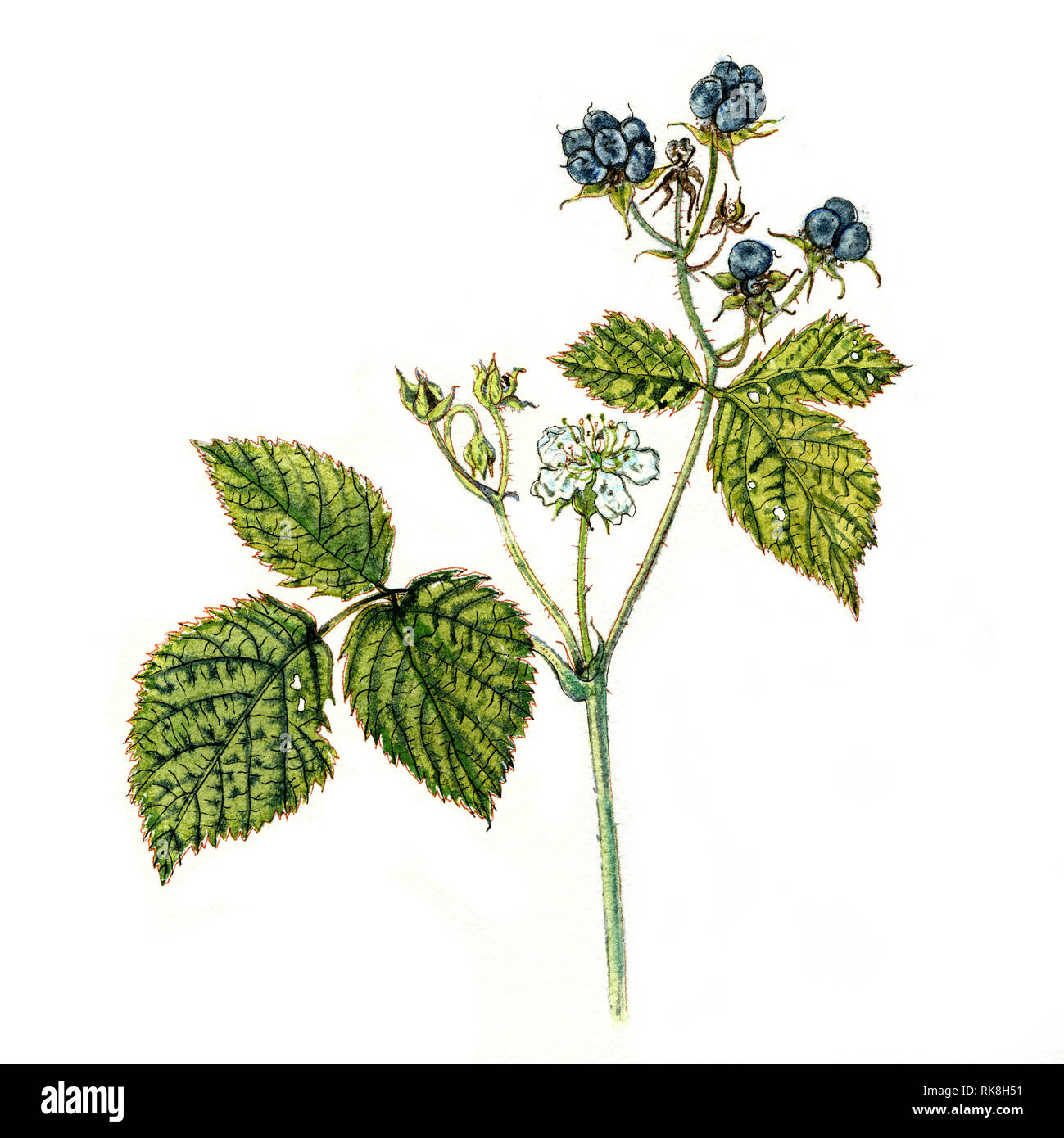 Wilde brombeere Zweig mit Blüten, Blätter und Beeren. Rubus caesius ...