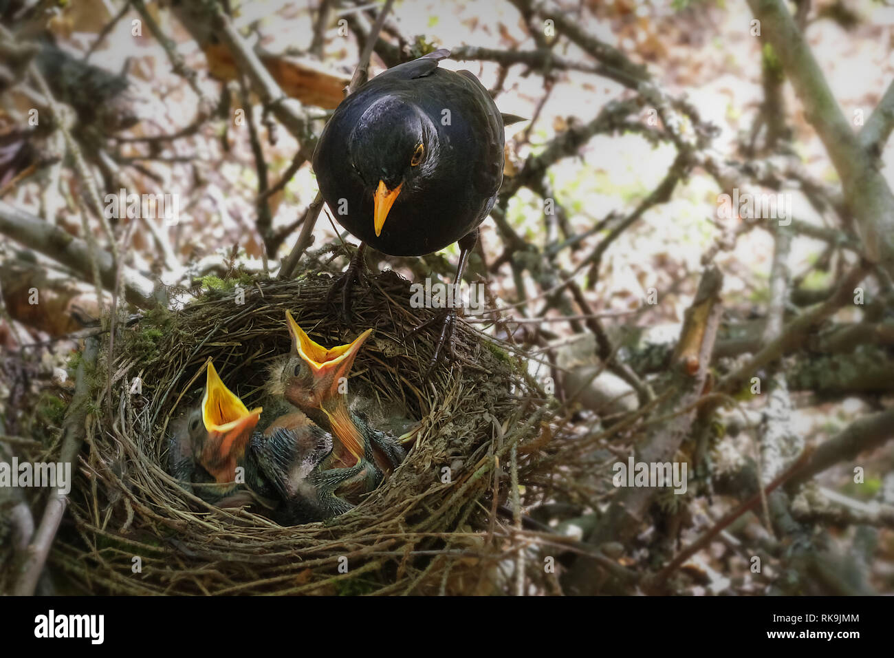 Hungry baby birds -Fotos und -Bildmaterial in hoher Auflösung – Alamy
