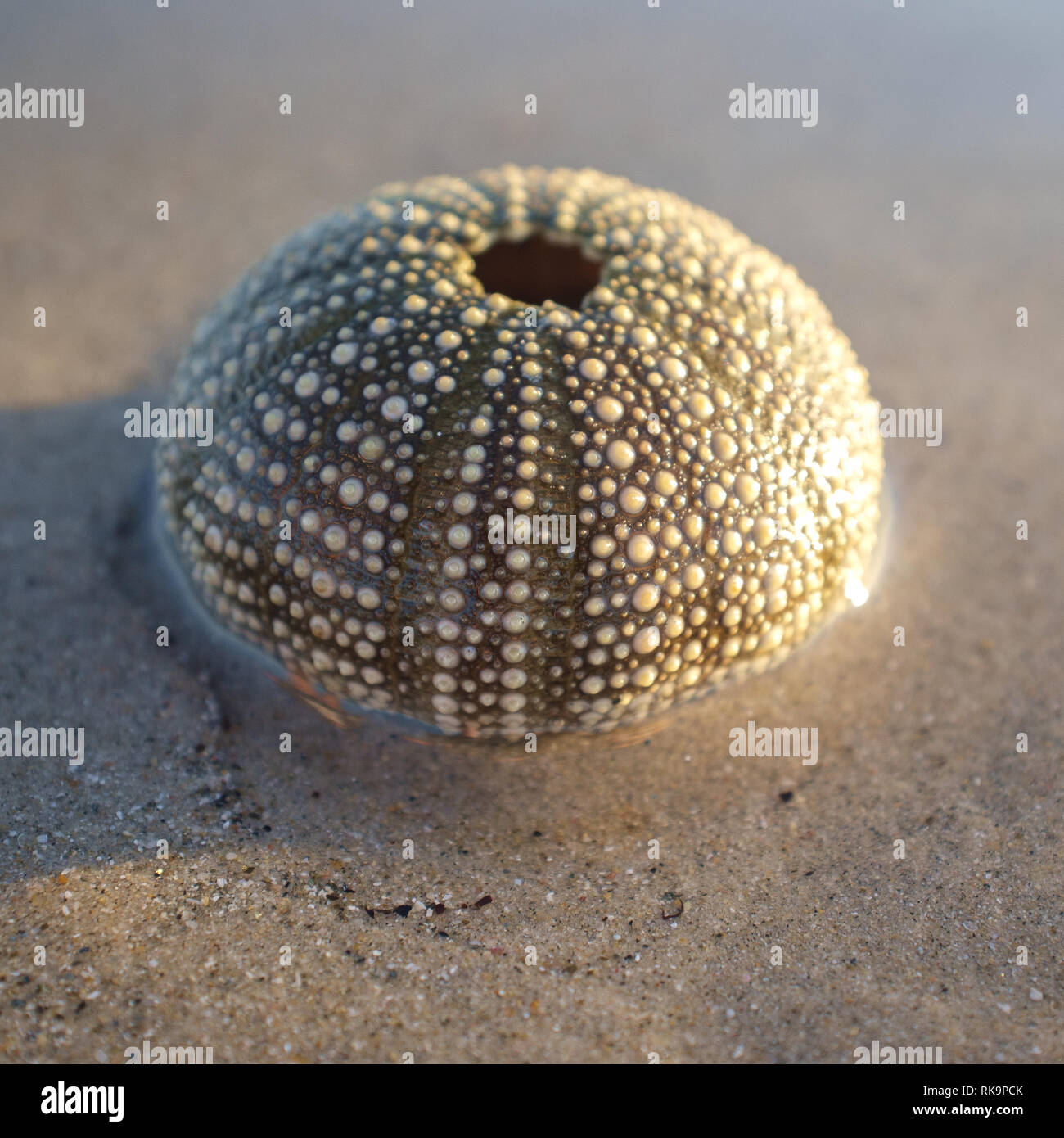 Strand seeigel -Fotos und -Bildmaterial in hoher Auflösung – Alamy