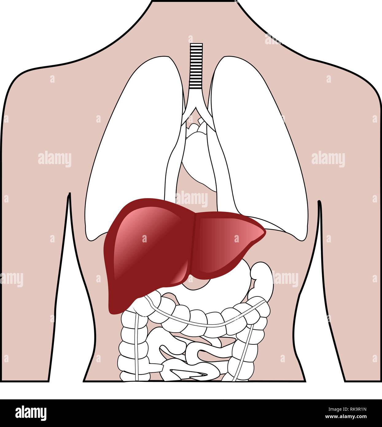 Leber Lage in einem menschlichen Körper Vector Illustration Stock ...