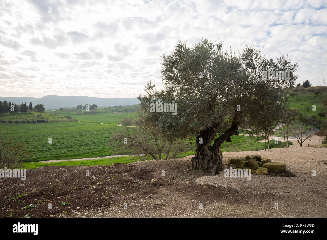 Historischer olivenbaum -Fotos und -Bildmaterial in hoher Auflösung – Alamy