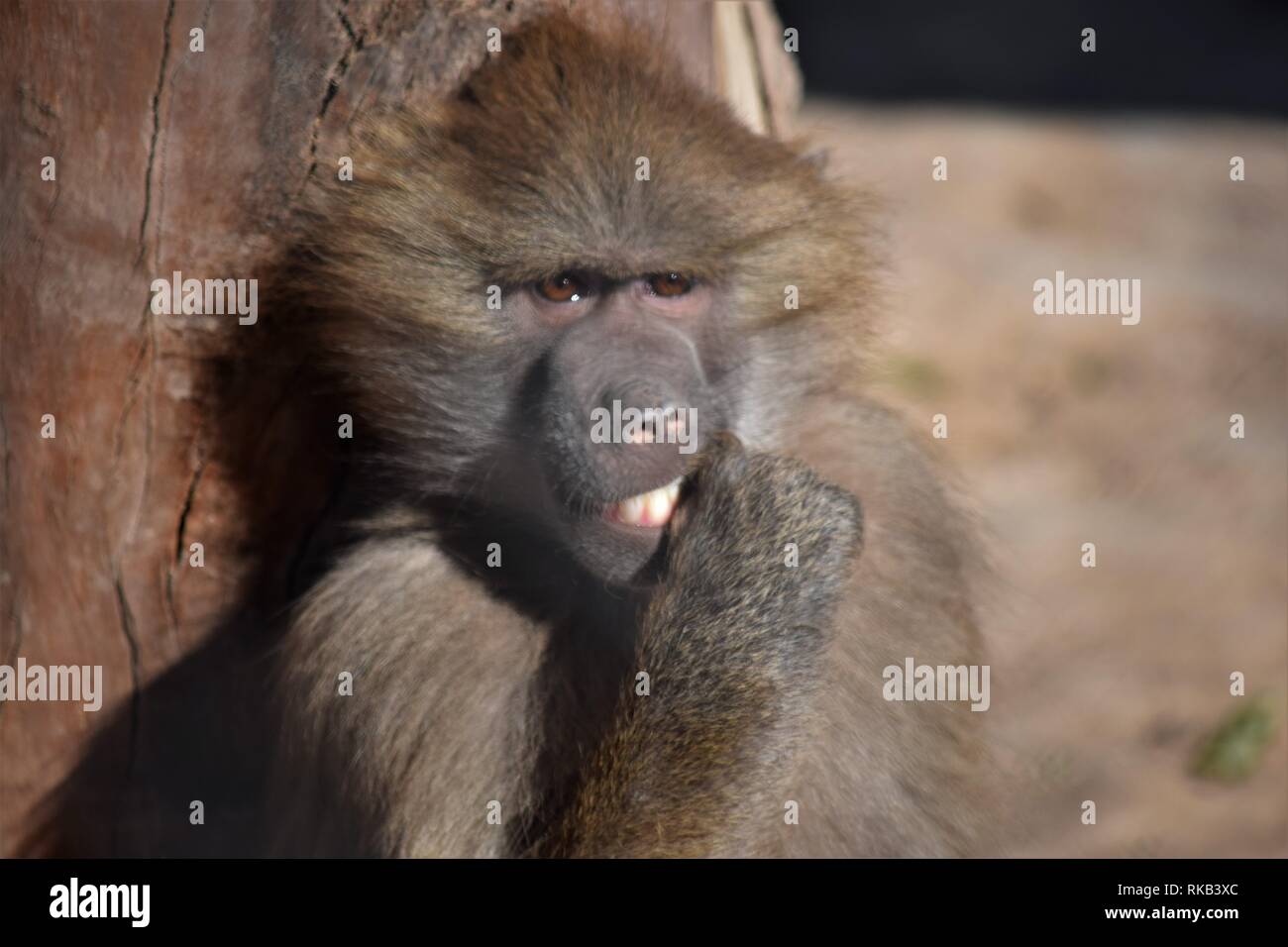 Affe witzig -Fotos und -Bildmaterial in hoher Auflösung – Alamy