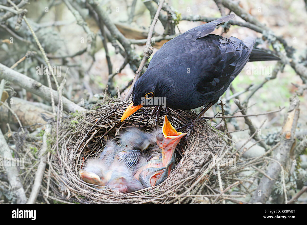 Hungry baby birds -Fotos und -Bildmaterial in hoher Auflösung – Alamy