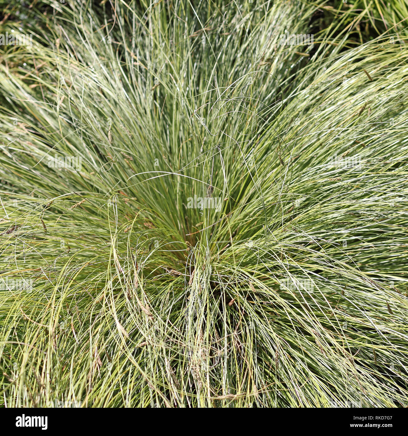 Berg-Segge, Carex montana Stockfotografie - Alamy
