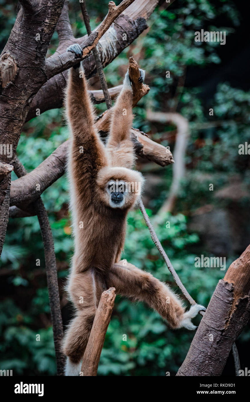 Gibbon Affe im Baum an Henry Doorly Zoo Stockfotografie - Alamy
