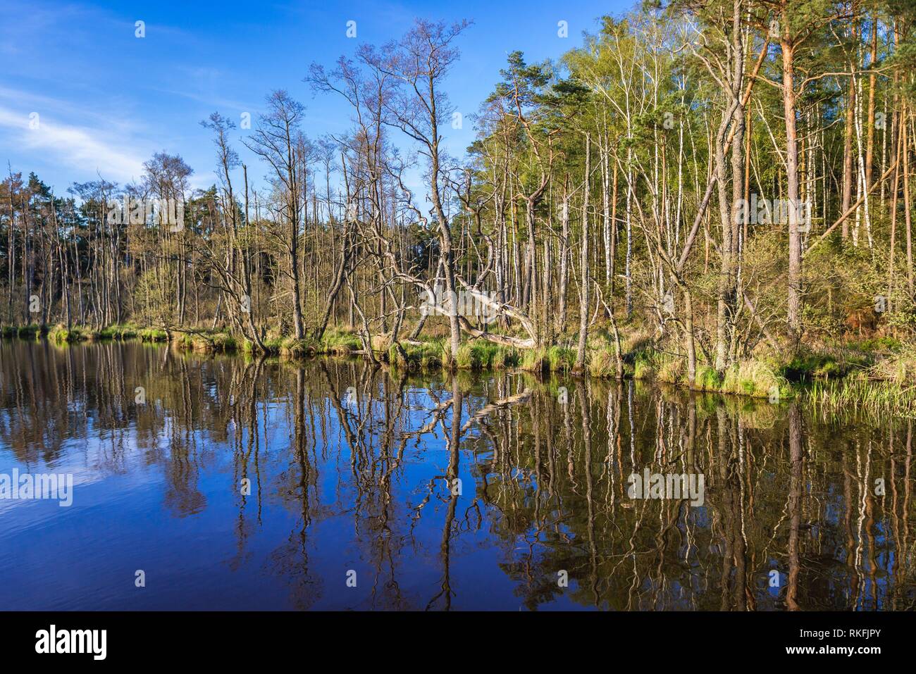 Wilde Ufer des Dolgie Male See in den strengen Schutz der Slowinski Nationalpark, an der Ostsee ...