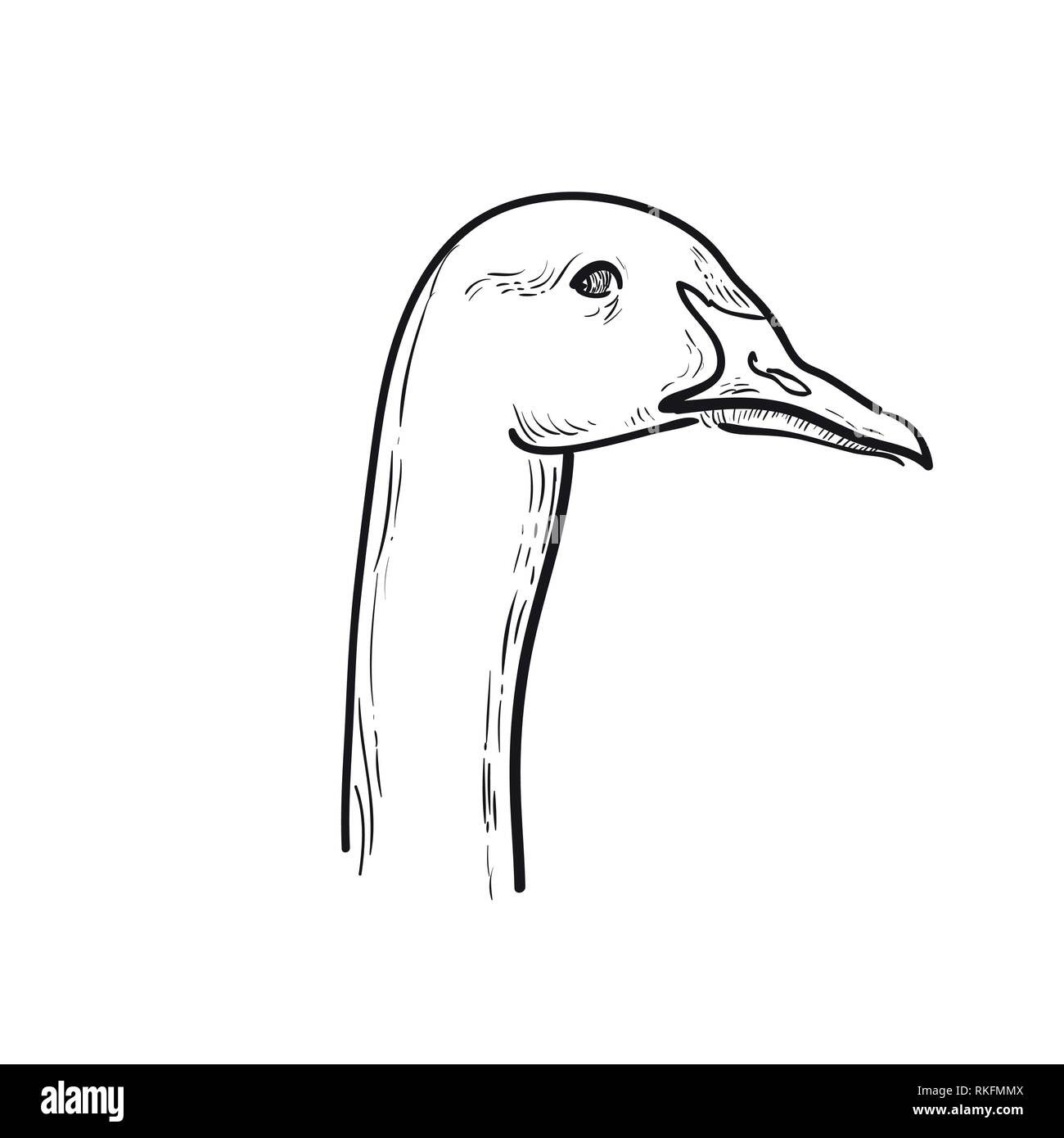 Hand zeichnen Skizze Gans. Vector Illustration, EPS 10 Stock ...
