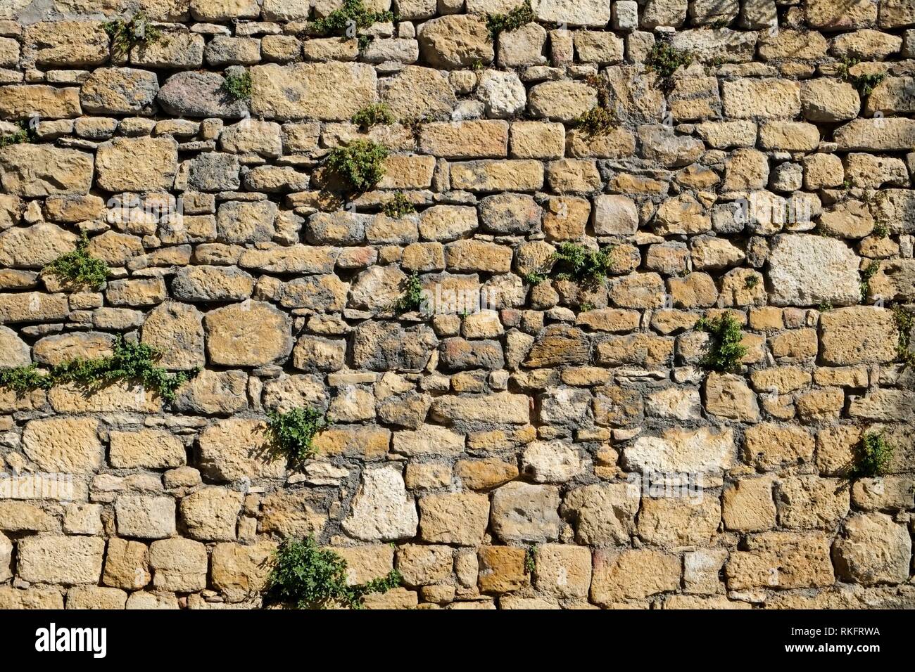 Moos auf einer alten steinmauer -Fotos und -Bildmaterial in hoher ...