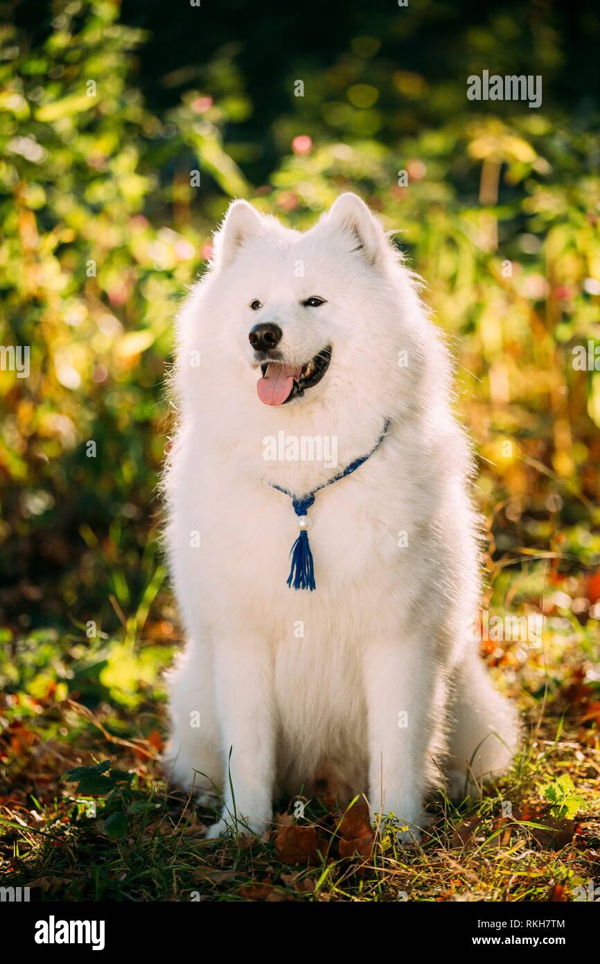 Lustige weiße Samojeden Hund sitzen im Freien in grüne Büsche in den ...