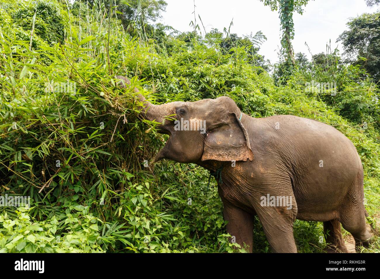 Elefant im dschungel -Fotos und -Bildmaterial in hoher Auflösung – Alamy