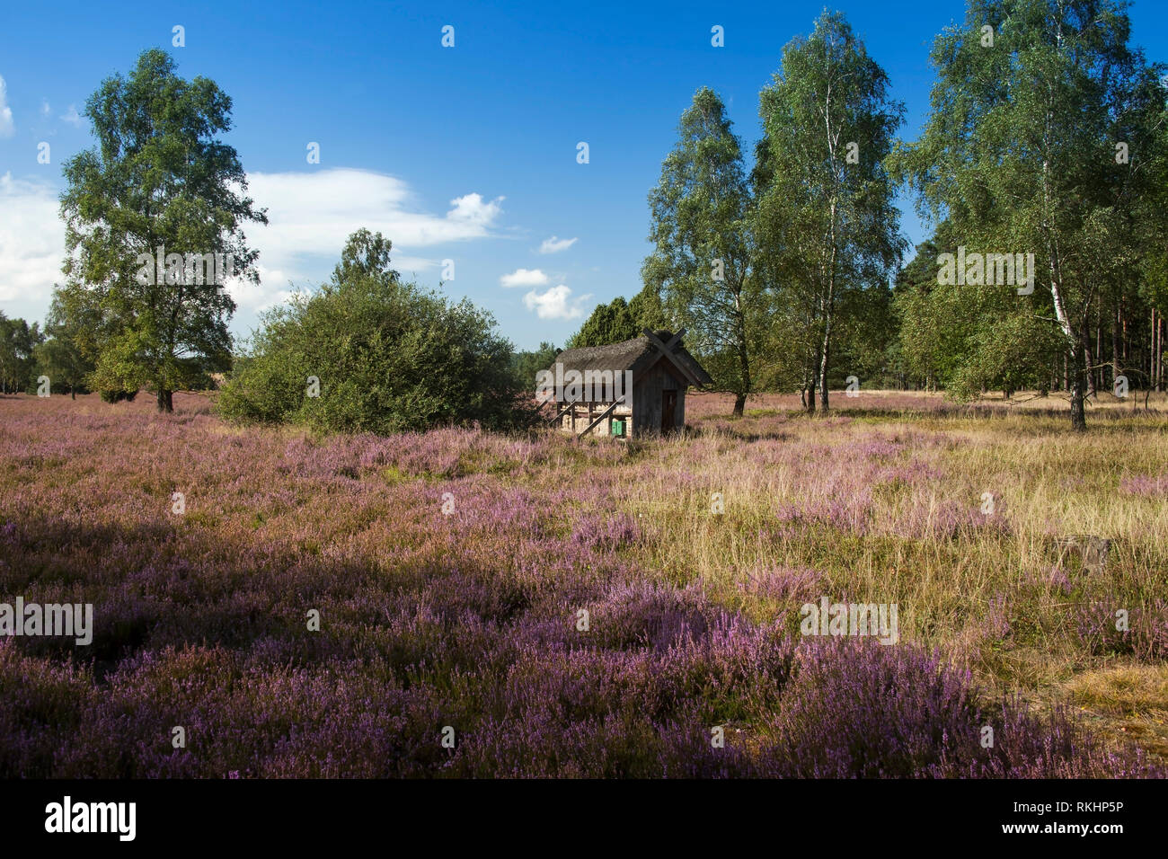 Landschaft mit blühenden Heidekraut (Calluna vulgaris ...