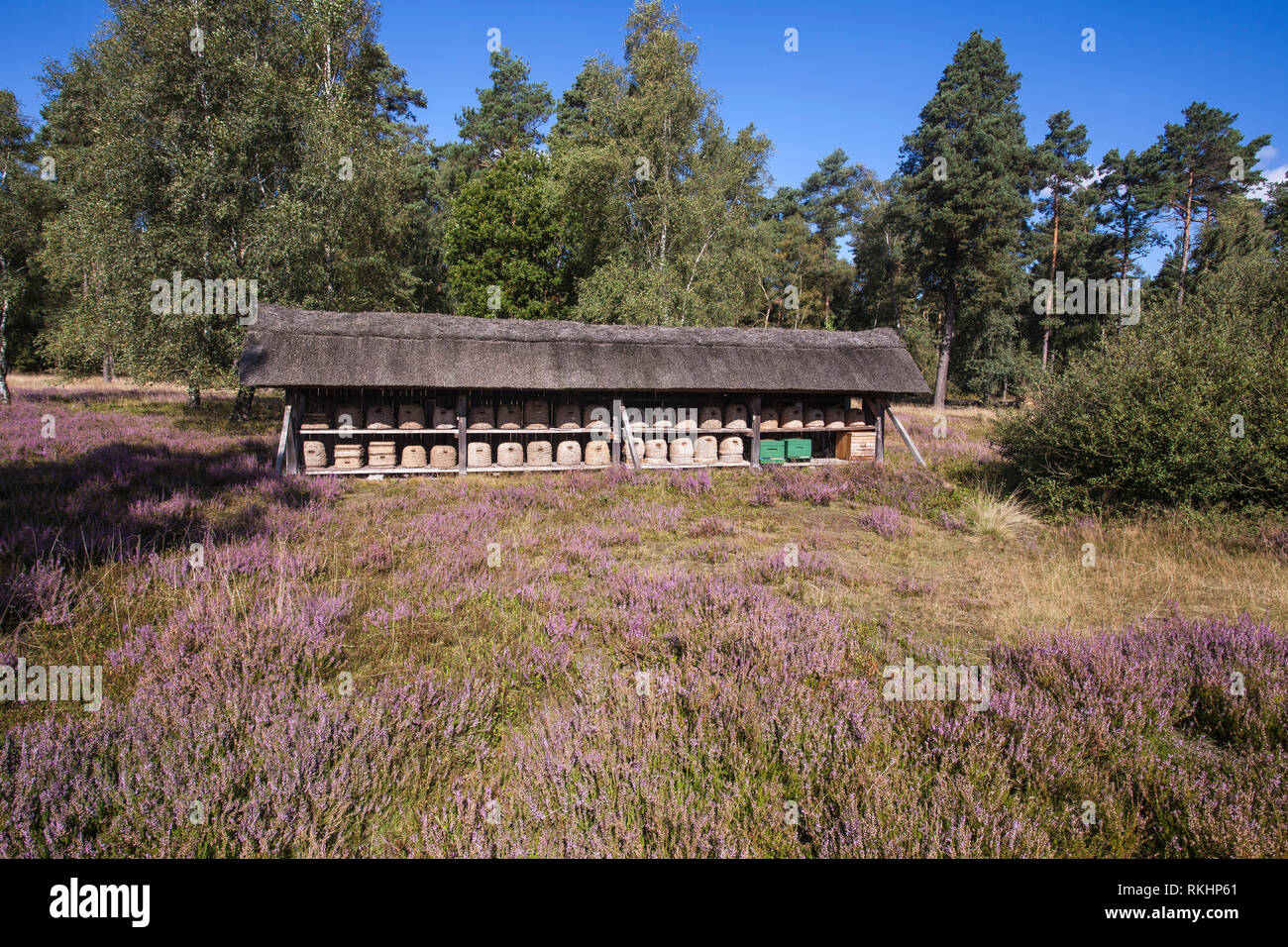 Landschaft mit blühenden Heidekraut (Calluna vulgaris ...