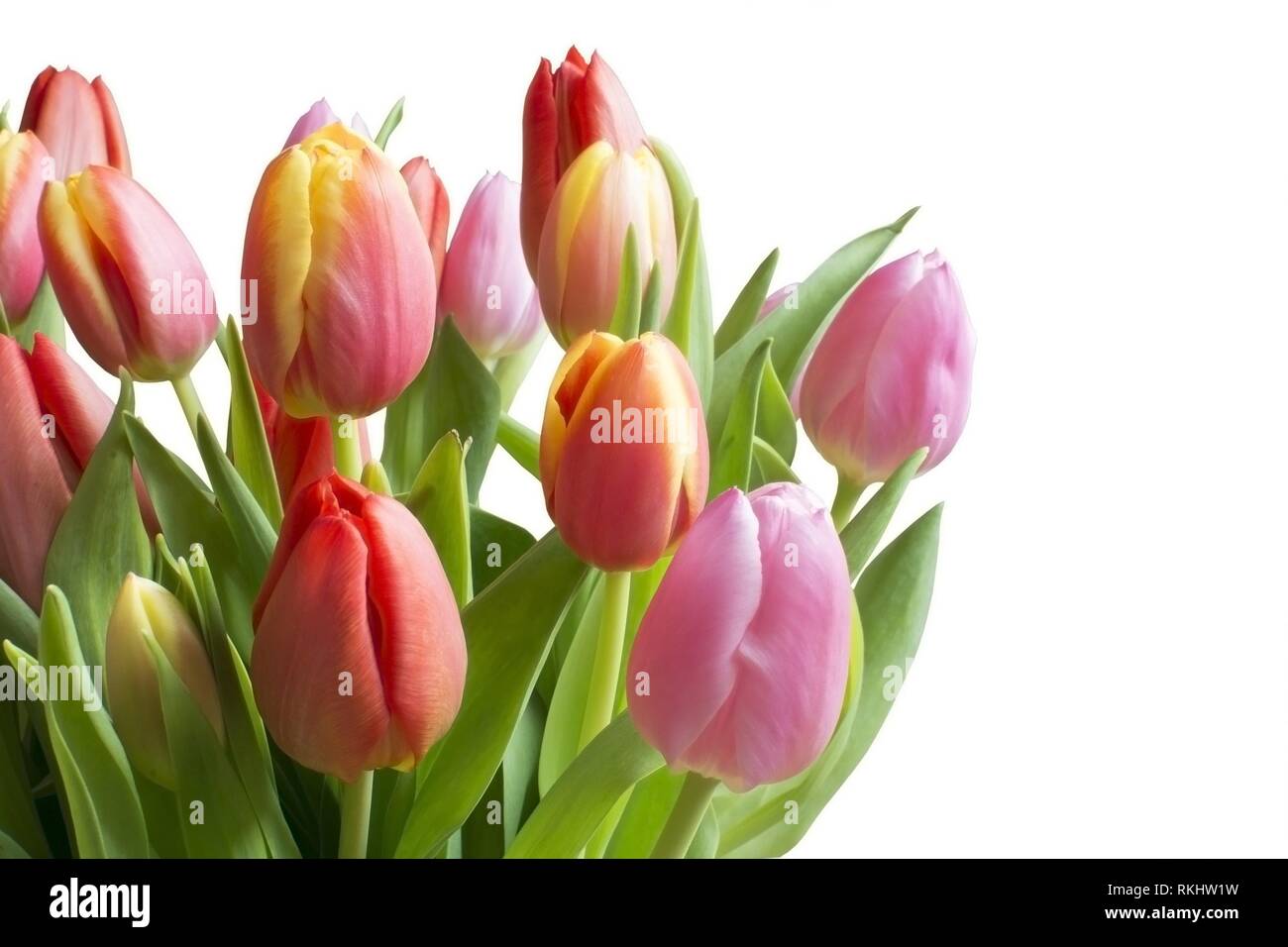 Blumen in vielen leuchtenden farben Stockfotos und -bilder Kaufen - Alamy