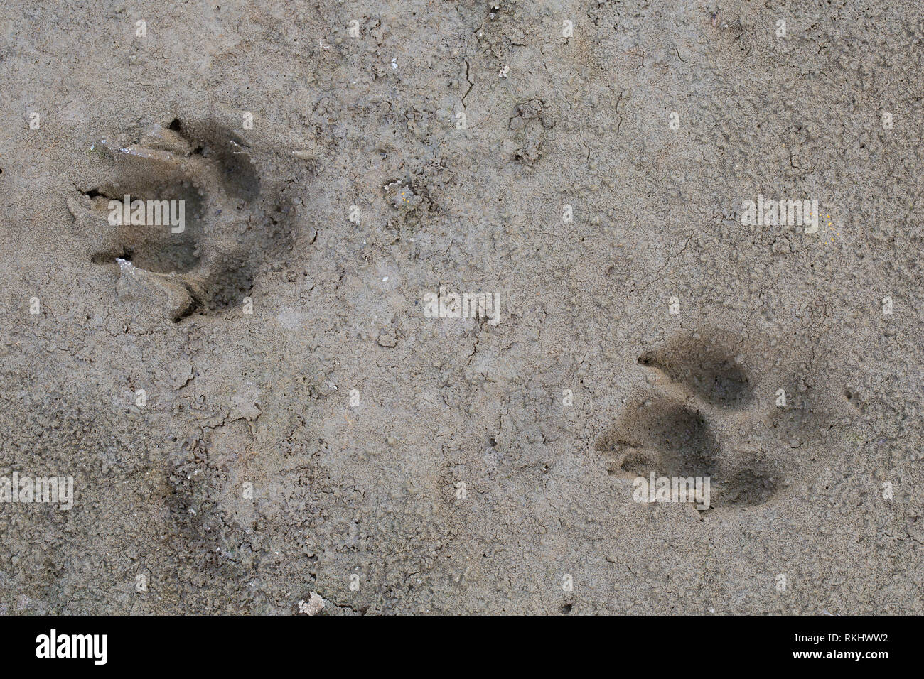 Fuchsspuren im sand -Fotos und -Bildmaterial in hoher Auflösung – Alamy