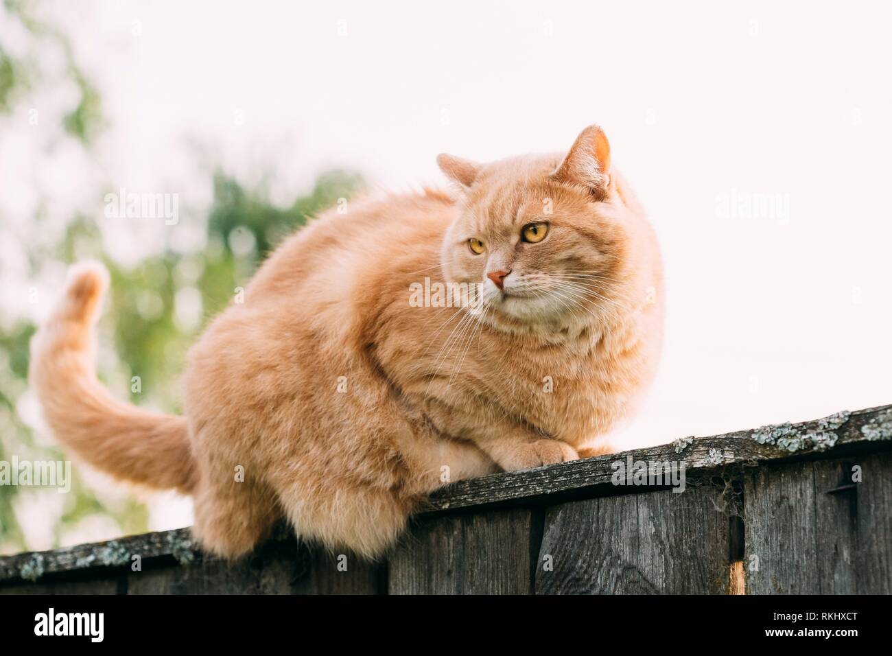 Ein fettes rot -Fotos und -Bildmaterial in hoher Auflösung – Alamy