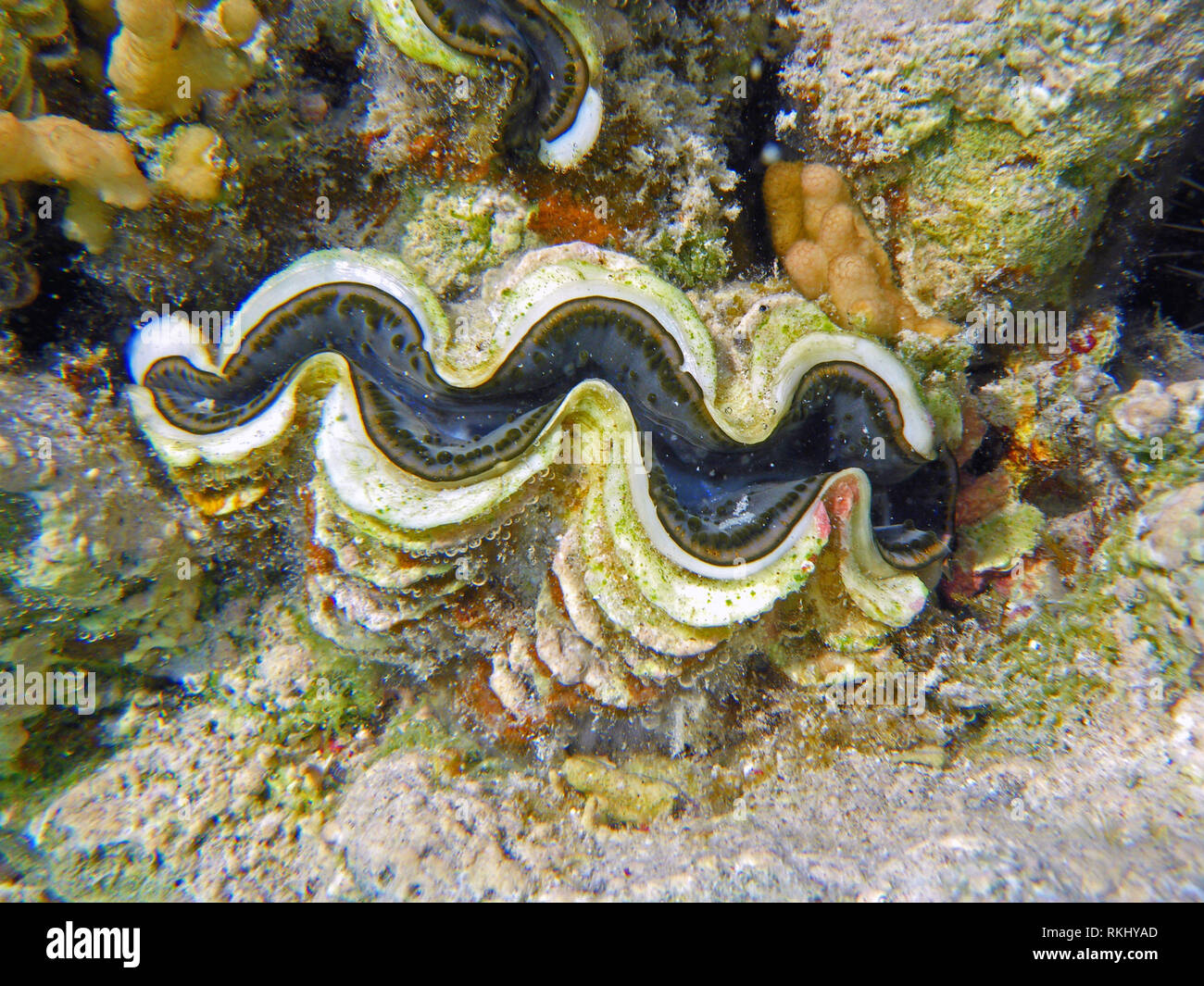 Blaue maxima muschel -Fotos und -Bildmaterial in hoher Auflösung – Alamy