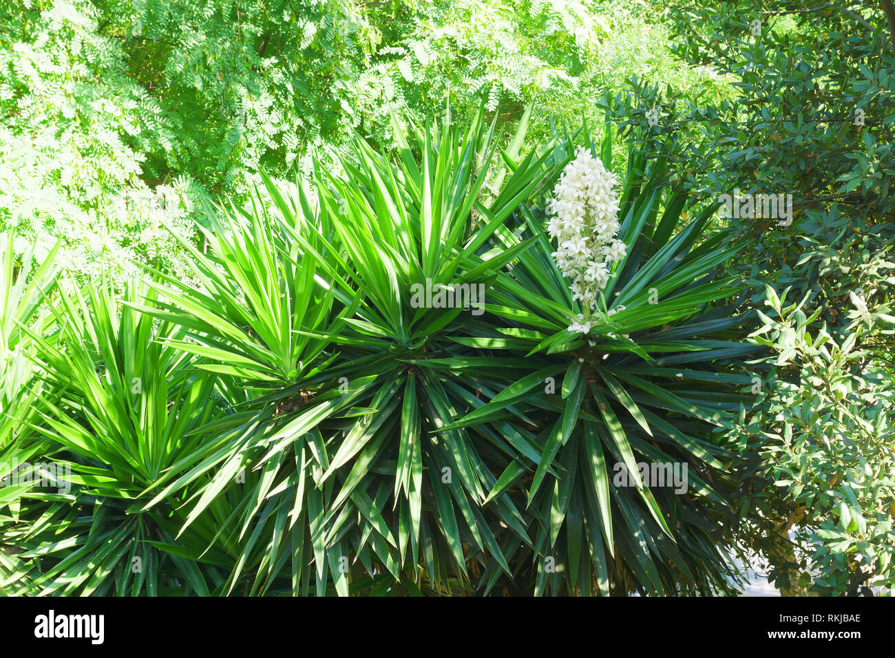 Sago palmen -Fotos und -Bildmaterial in hoher Auflösung – Alamy
