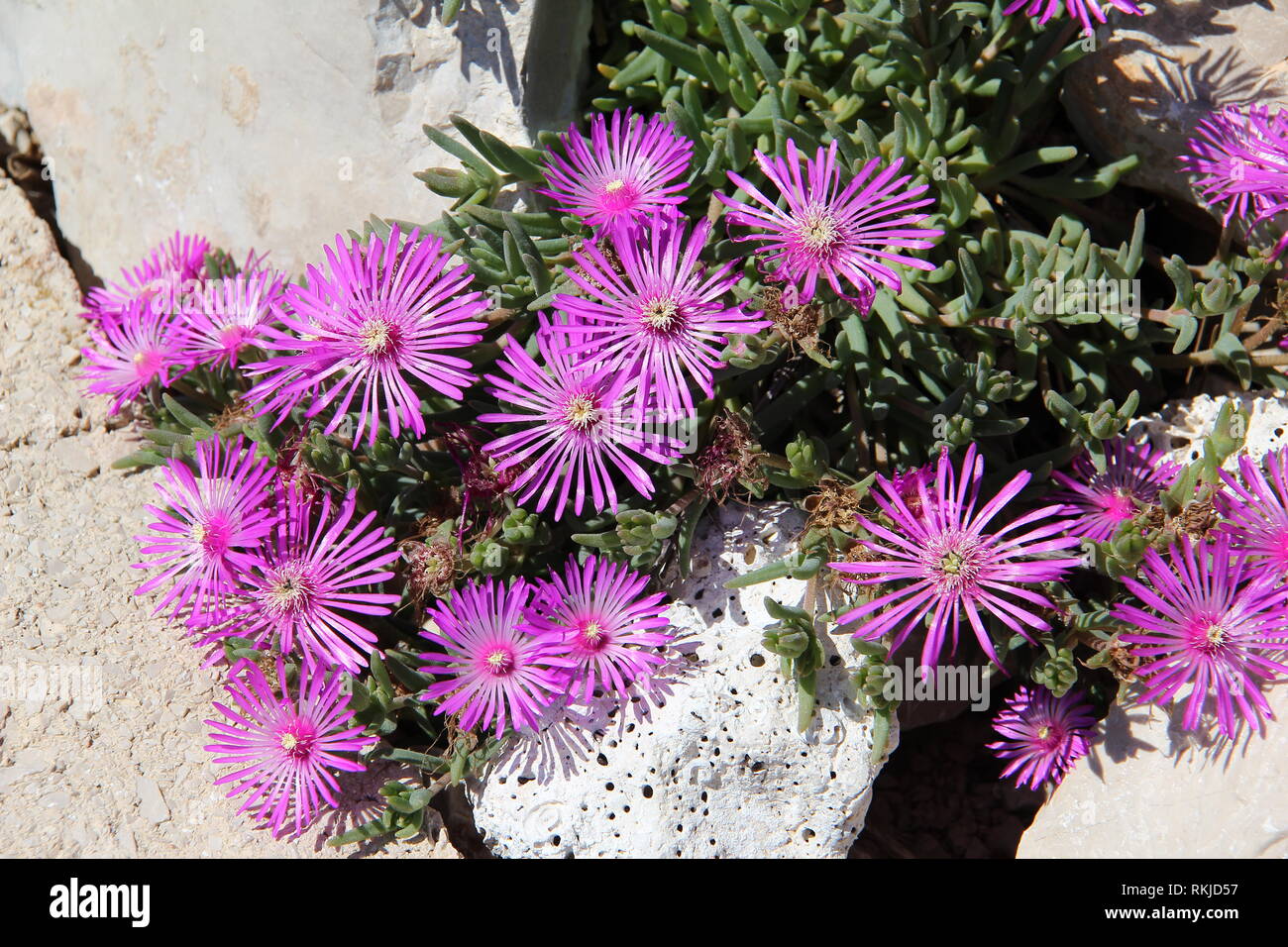 Gustav schwantes -Fotos und -Bildmaterial in hoher Auflösung – Alamy