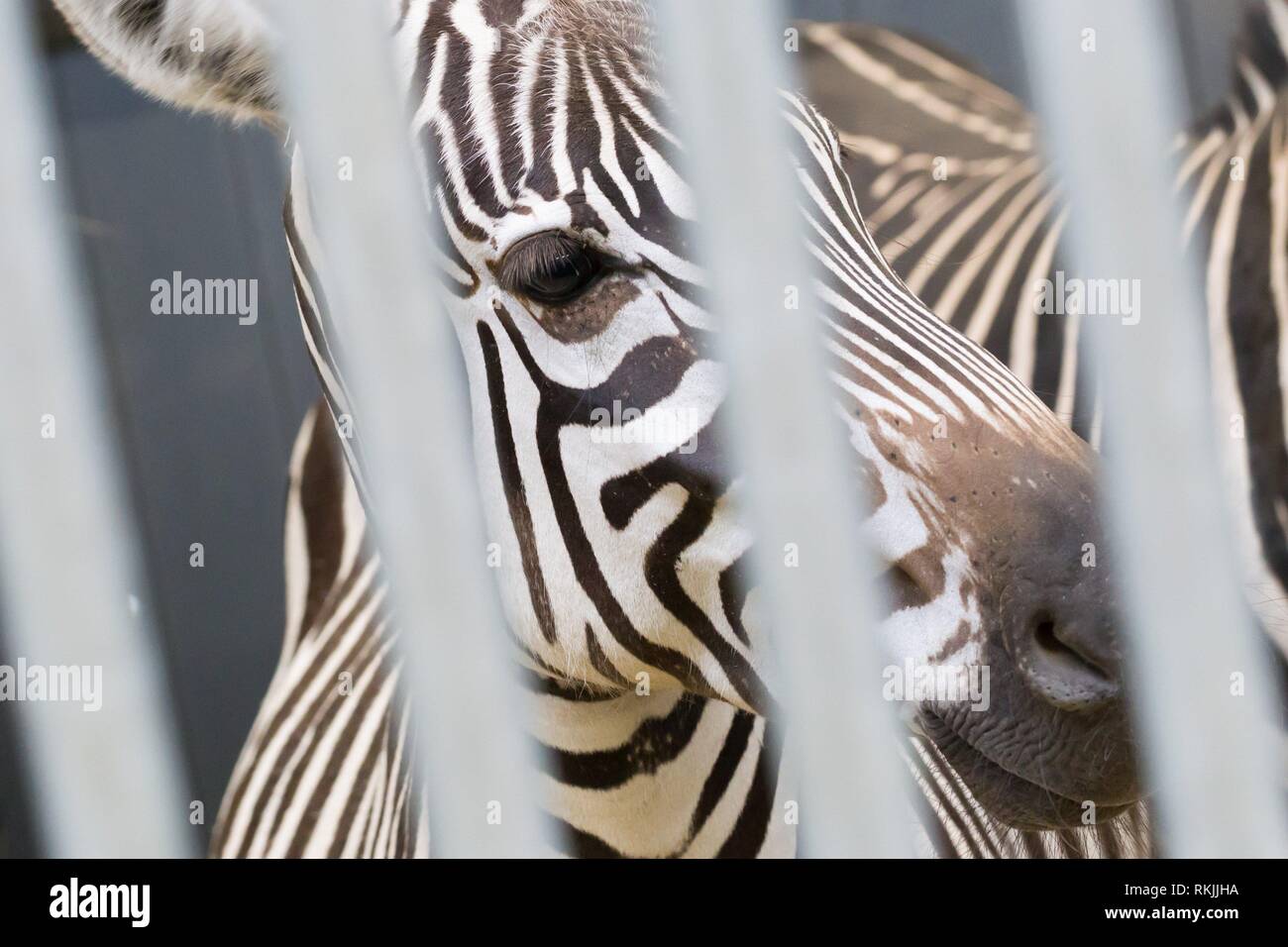 Zebra hinter gittern -Fotos und -Bildmaterial in hoher Auflösung – Alamy