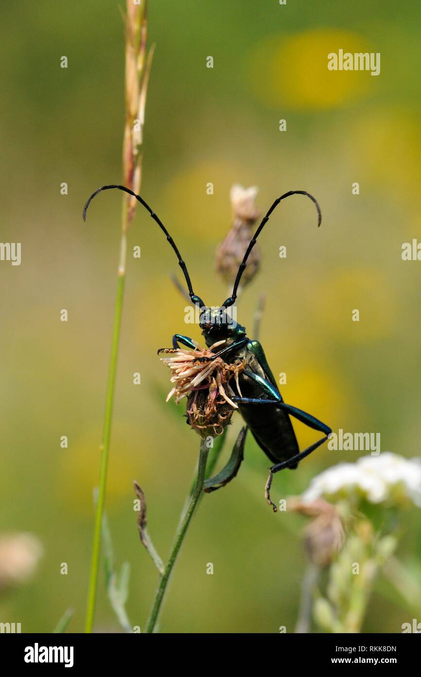 Green iridescent beetle -Fotos und -Bildmaterial in hoher Auflösung – Alamy