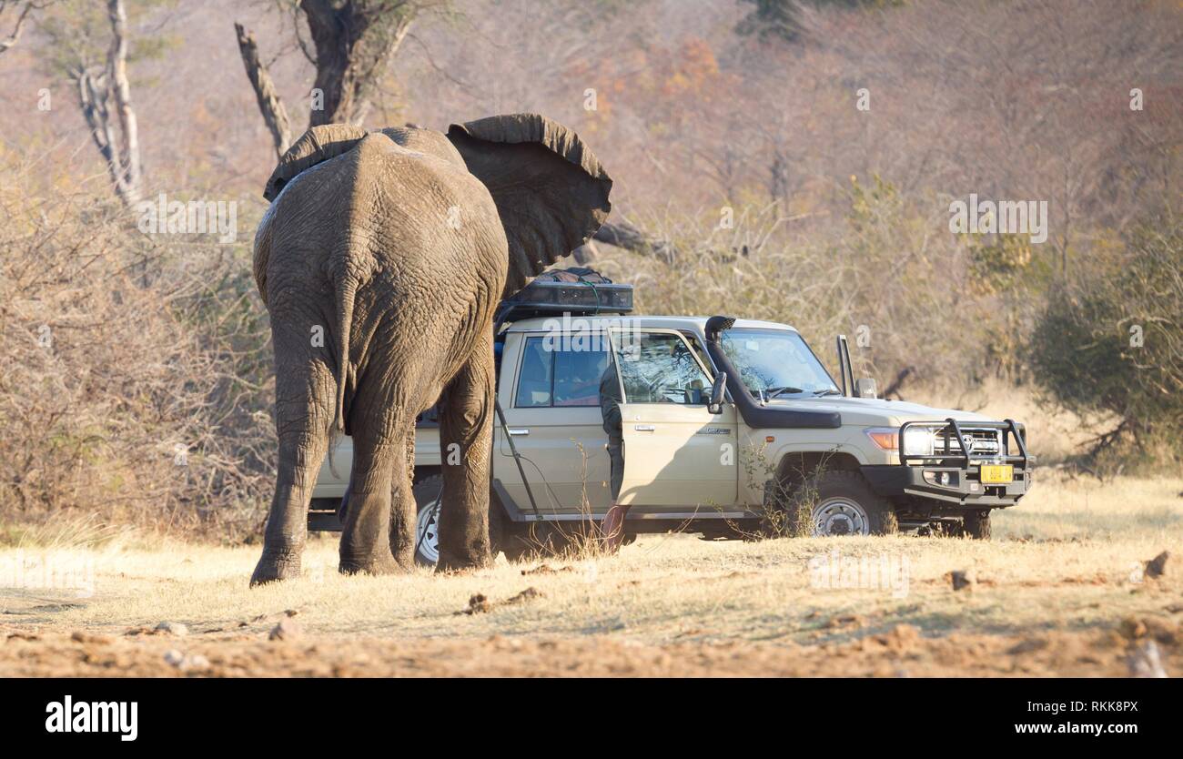 Animal attack car -Fotos und -Bildmaterial in hoher Auflösung – Alamy