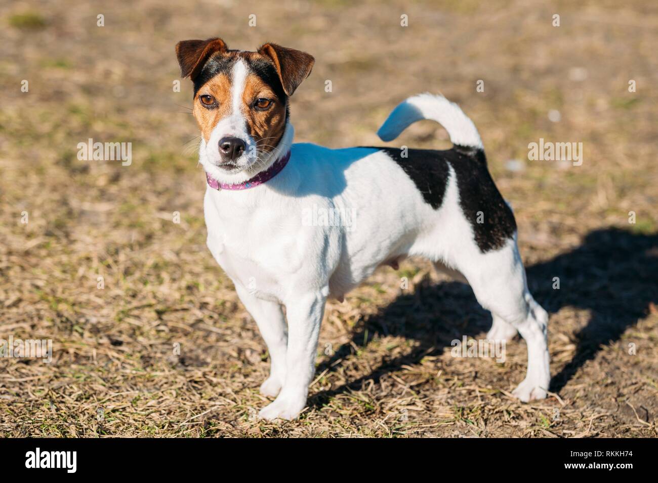 Jagd pflege -Fotos und -Bildmaterial in hoher Auflösung – Alamy
