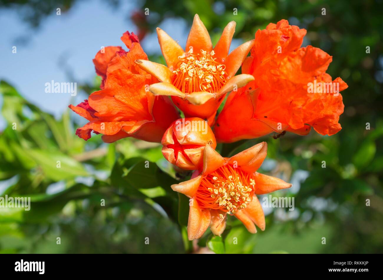 Granatapfelbaum mit blumen -Fotos und -Bildmaterial in hoher Auflösung ...