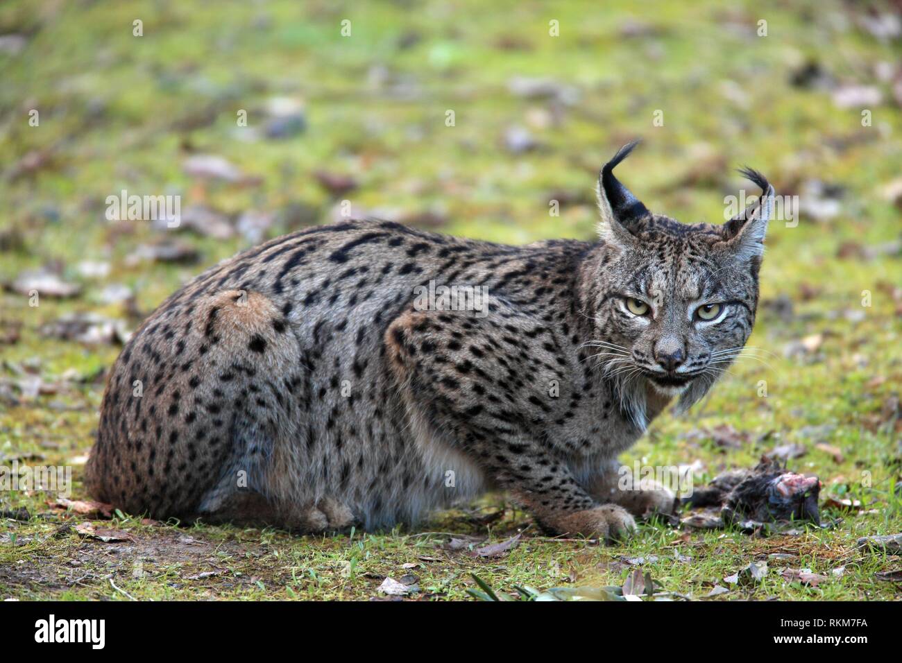 Lynx Pardinus Stockfotos und -bilder Kaufen - Alamy
