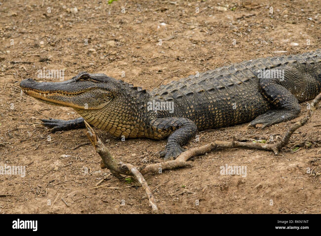 Amerikanischer alligator alligator mississipiensis -Fotos und ...