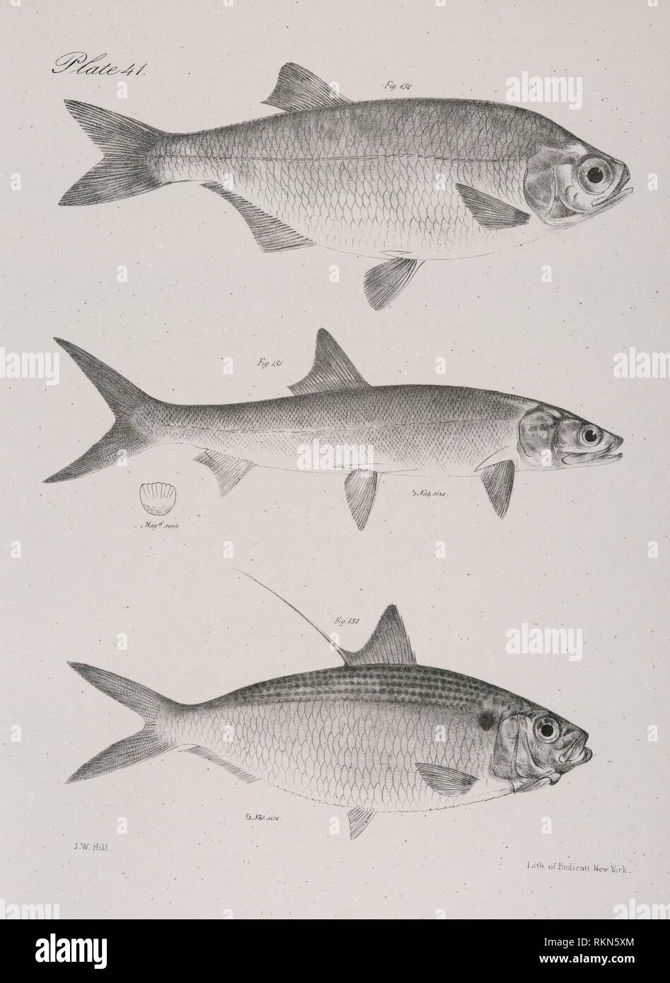 Elops Saurus Stockfotos und -bilder Kaufen - Alamy