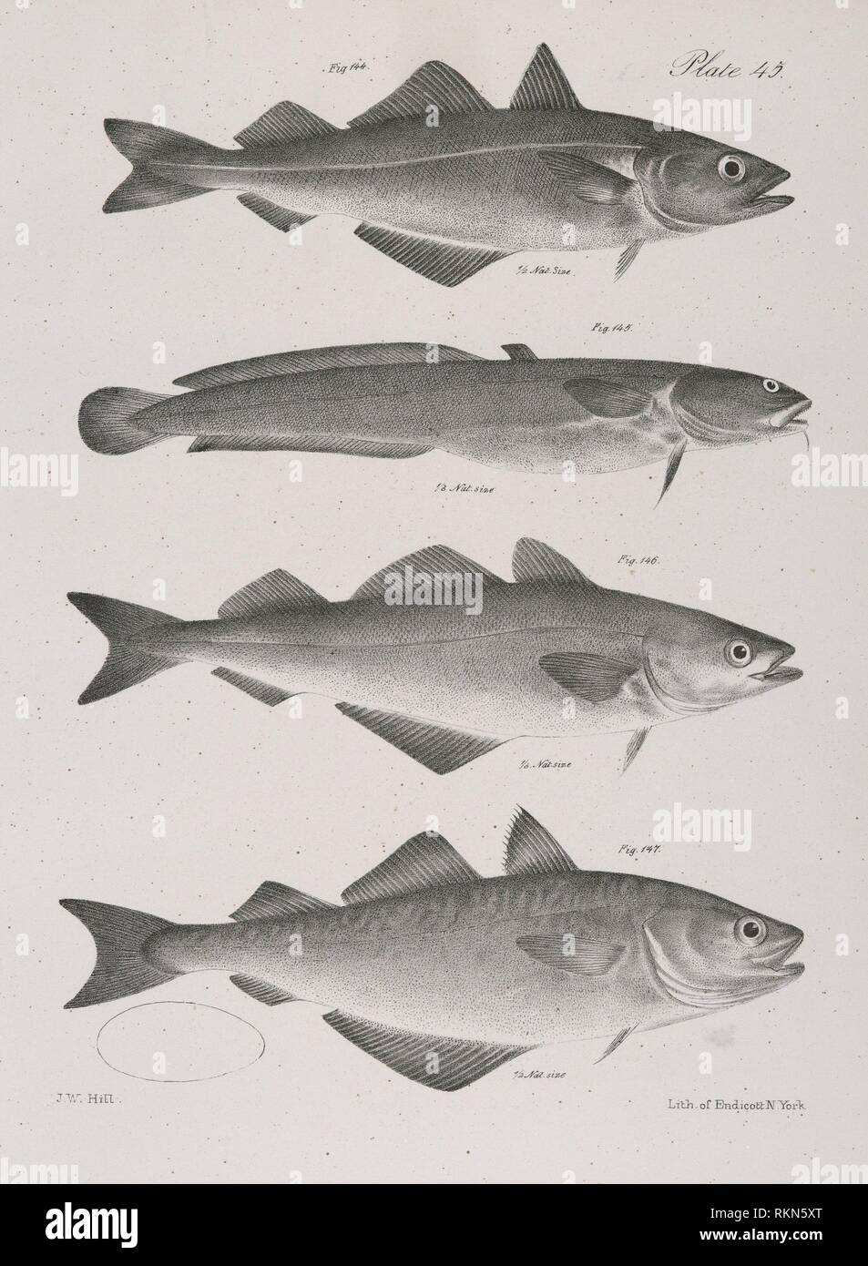 Lota lota fish -Fotos und -Bildmaterial in hoher Auflösung – Alamy