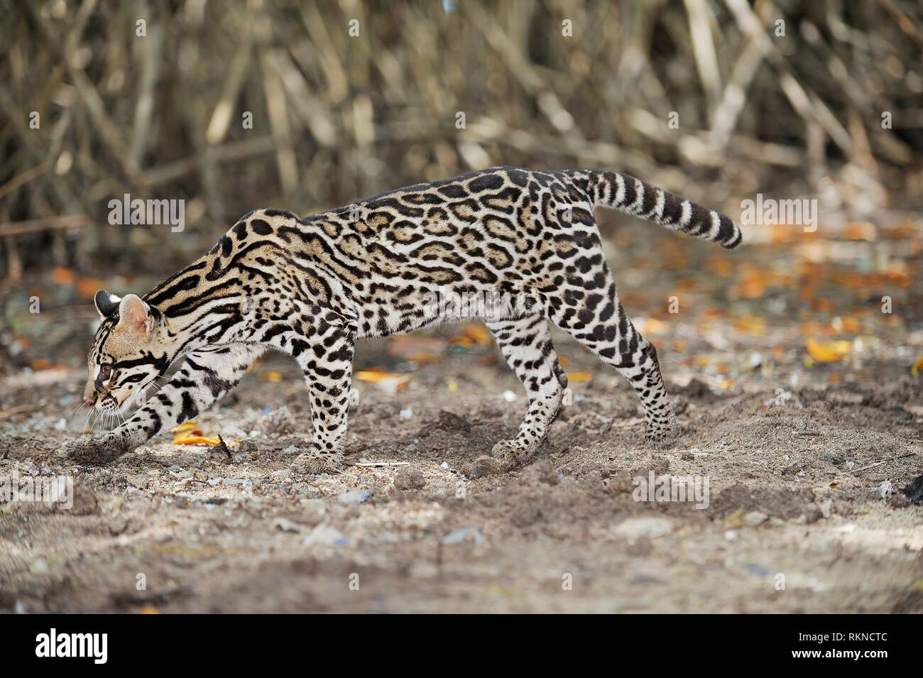Der ozelot -Fotos und -Bildmaterial in hoher Auflösung – Alamy
