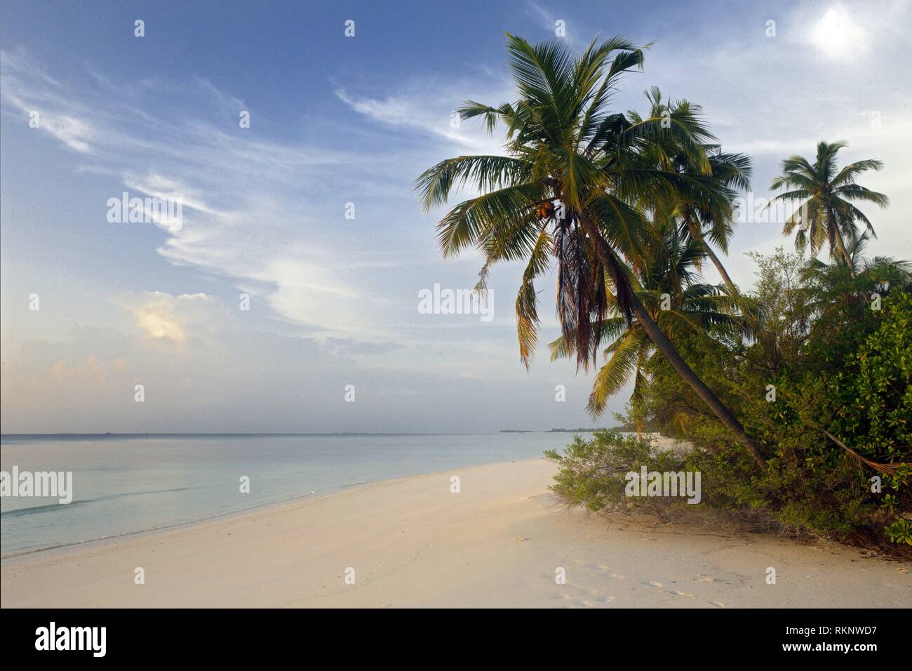 Ozean palme -Fotos und -Bildmaterial in hoher Auflösung – Alamy