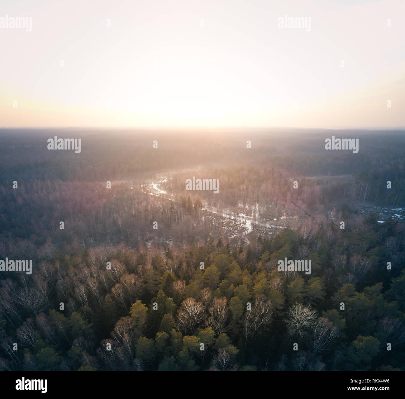 Sumpf sumpfwald -Fotos und -Bildmaterial in hoher Auflösung – Alamy