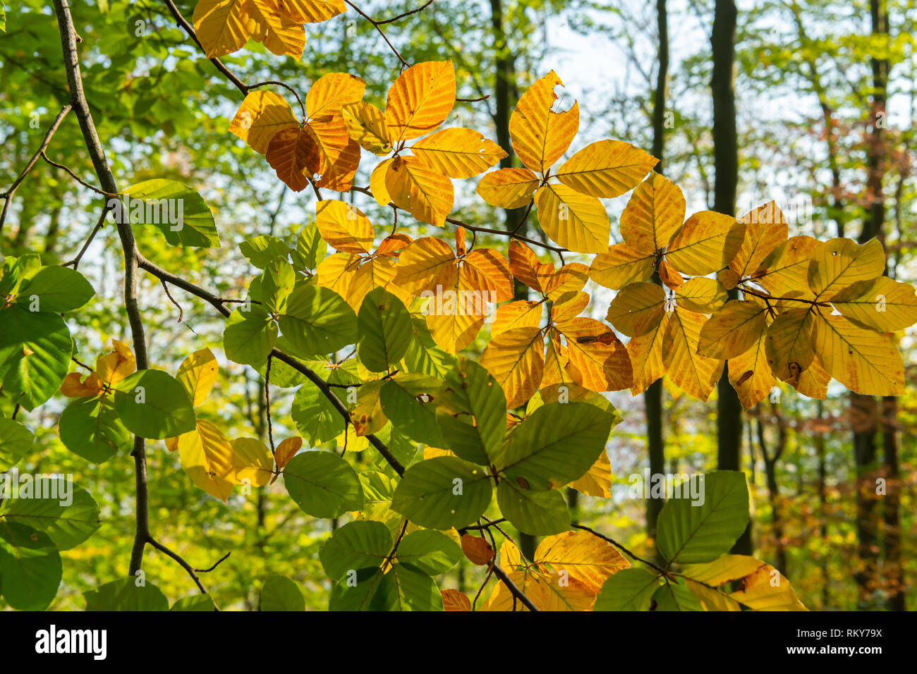 österreich buchenbaum herbst -Fotos und -Bildmaterial in hoher ...