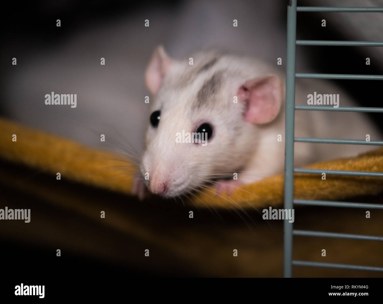 Dumbo ratte -Fotos und -Bildmaterial in hoher Auflösung – Alamy