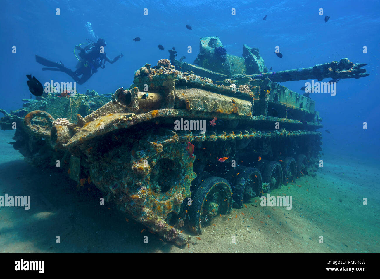 Diver tank wreck red sea -Fotos und -Bildmaterial in hoher Auflösung ...
