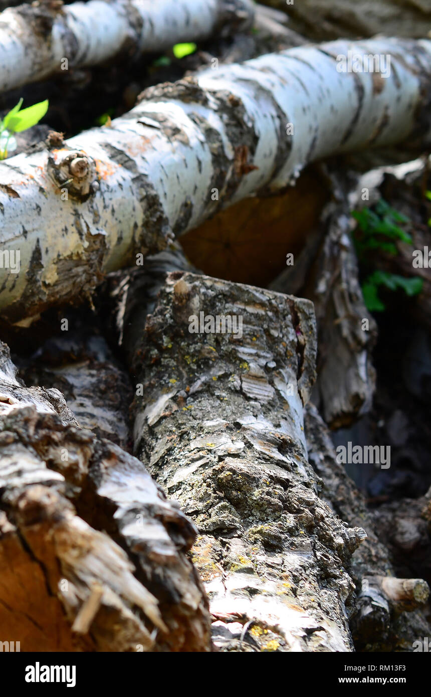 Stamm Rinde Weiße Pappel Stockfotos & Stamm Rinde Weiße Pappel Bilder ...