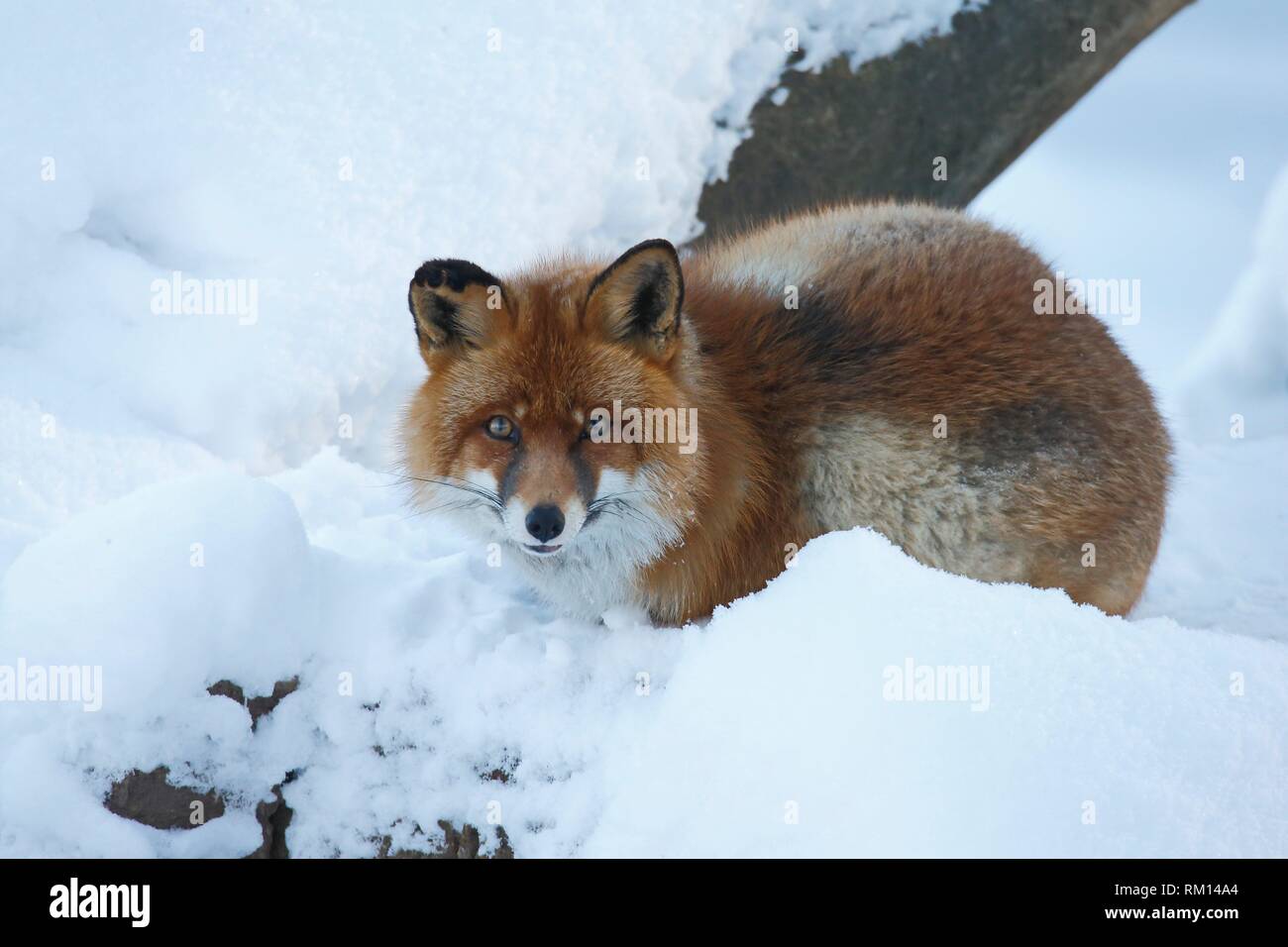 Fuchs mit schnee -Fotos und -Bildmaterial in hoher Auflösung – Alamy
