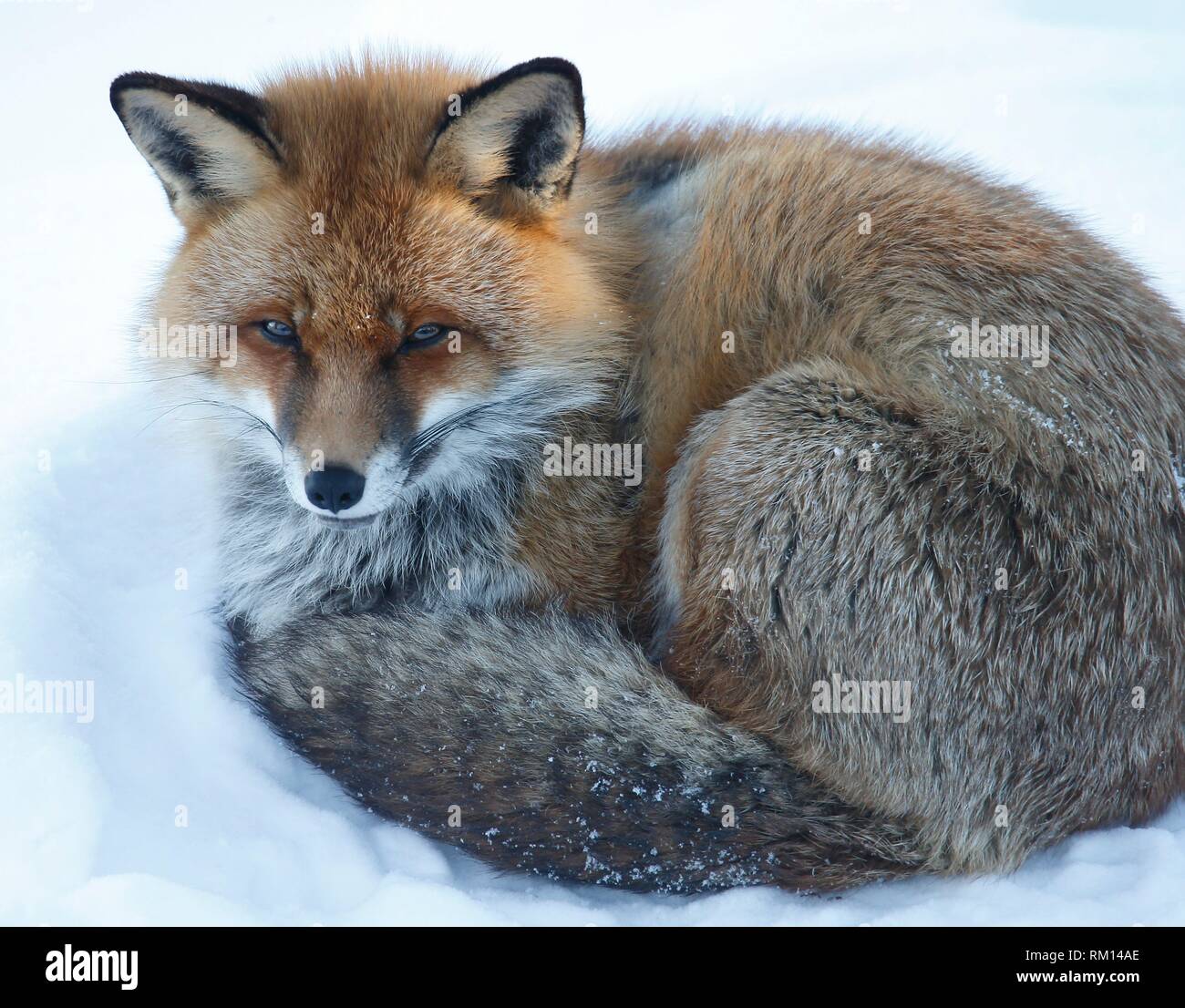 Fuchs mit schnee -Fotos und -Bildmaterial in hoher Auflösung – Alamy