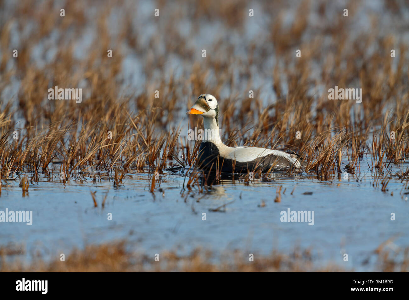 Alaska eider -Fotos und -Bildmaterial in hoher Auflösung – Alamy