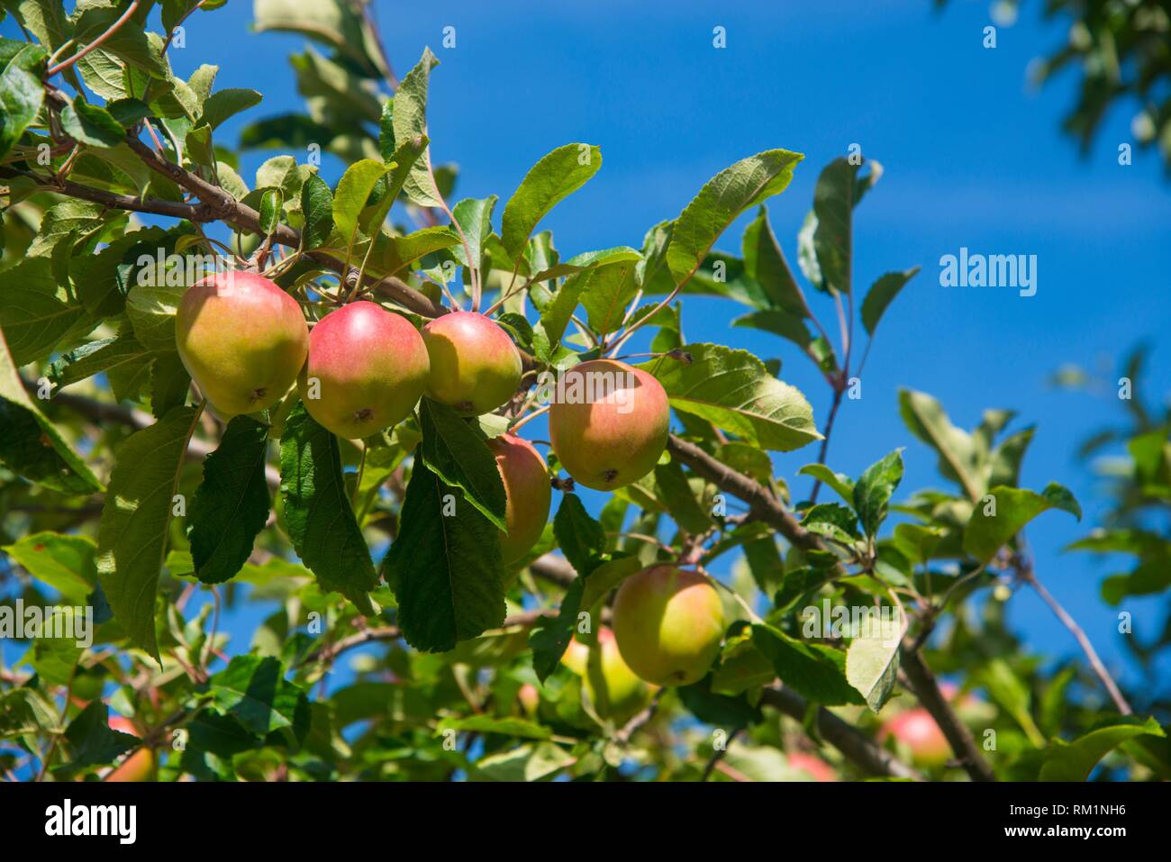 Apfelbaum feld -Fotos und -Bildmaterial in hoher Auflösung – Alamy