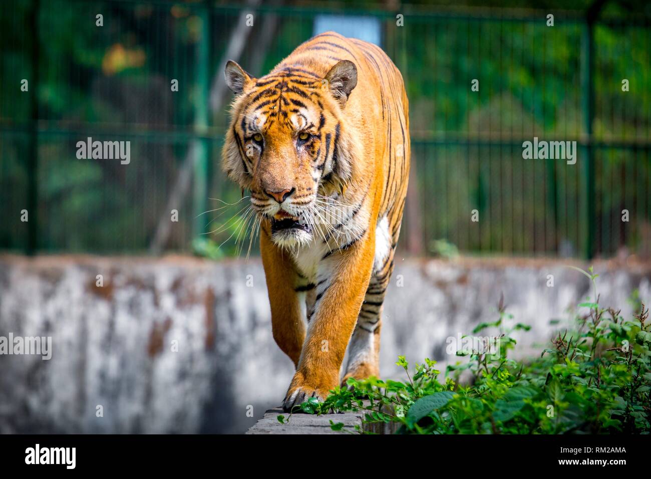 Der Royal Bengal Tiger ist das native Tier von Bangladesch und lebt es ...