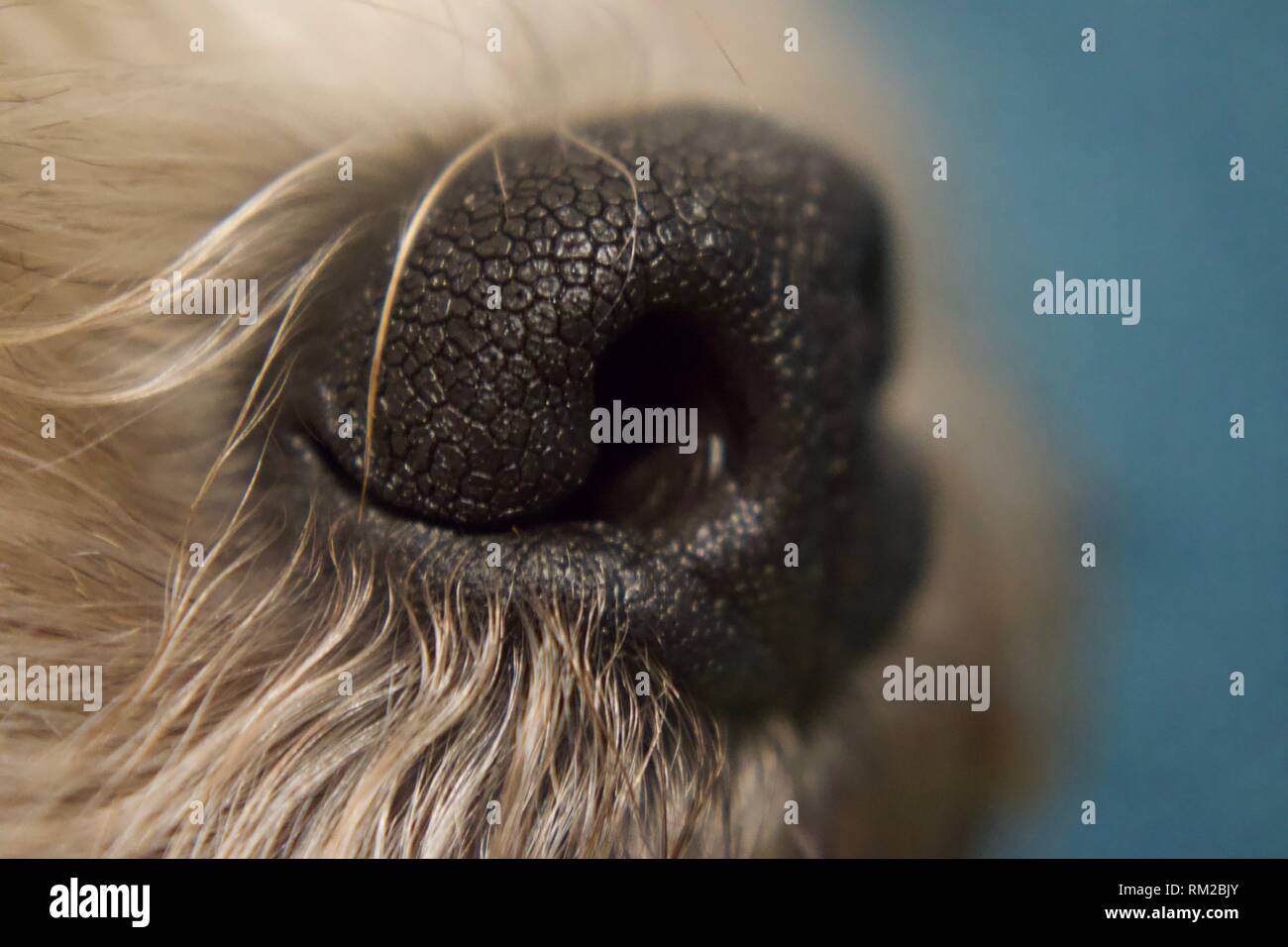 Profil innen -Fotos und -Bildmaterial in hoher Auflösung – Alamy