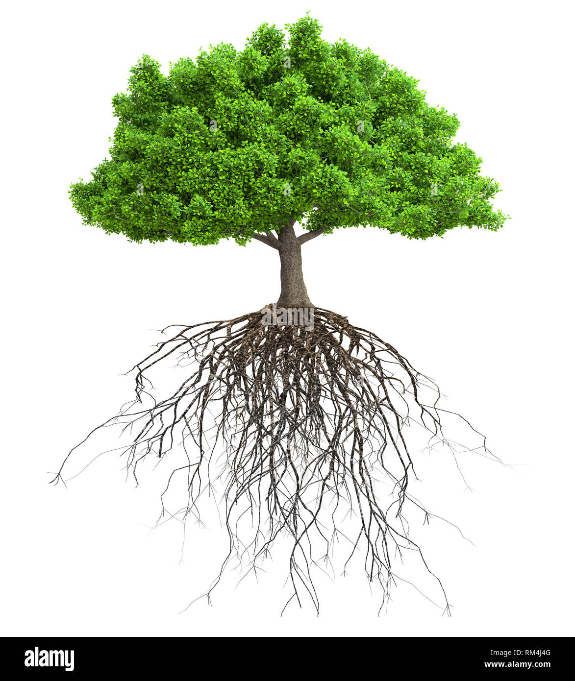 Baum mit Wurzeln isoliert 3D-Darstellung Stockfotografie - Alamy