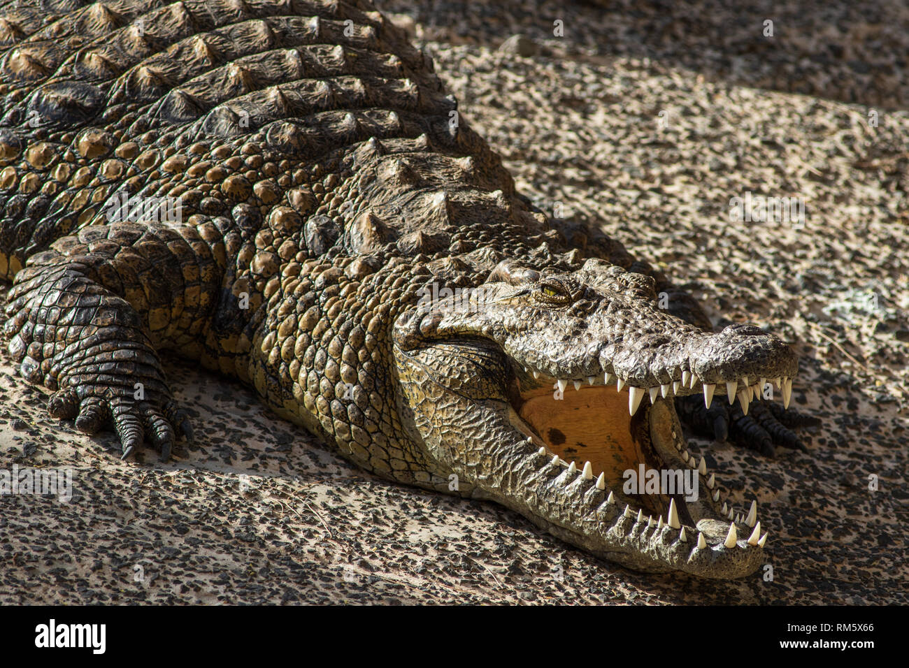 Eine große gefährliche Krokodil in der Oasis Park in Fuerteventura ...