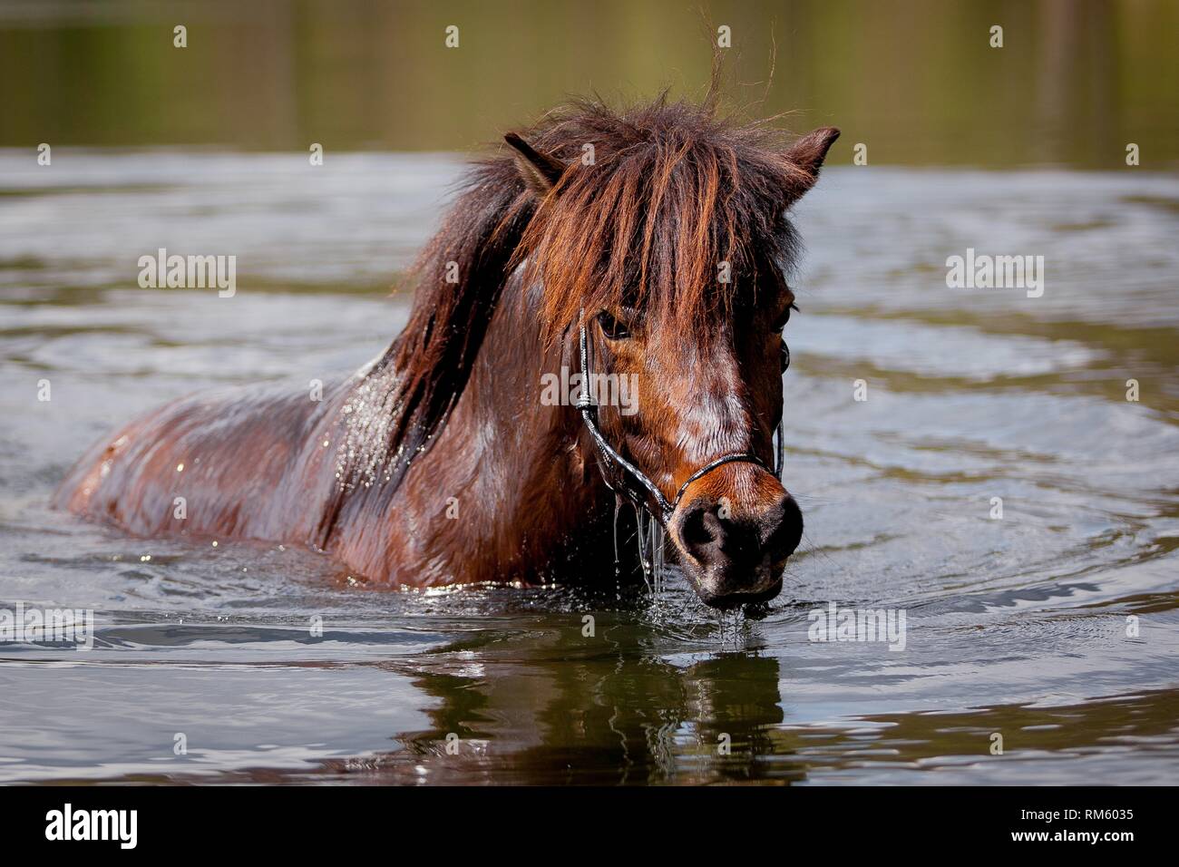 Pferde baden -Fotos und -Bildmaterial in hoher Auflösung – Alamy