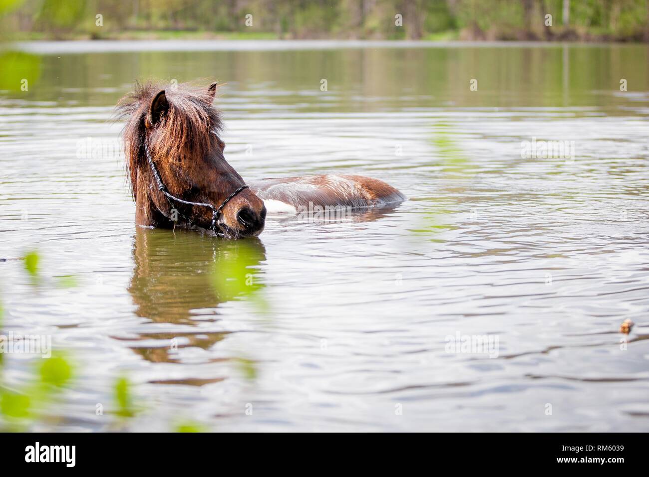 Pferde baden -Fotos und -Bildmaterial in hoher Auflösung – Alamy